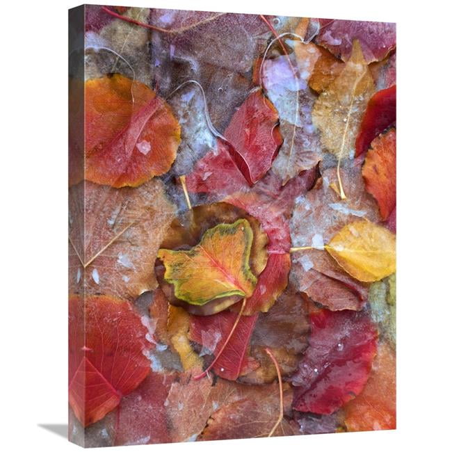 Global Gallery Fallen Autumn Colored Aspen Leaves Frozen on the Ground ...