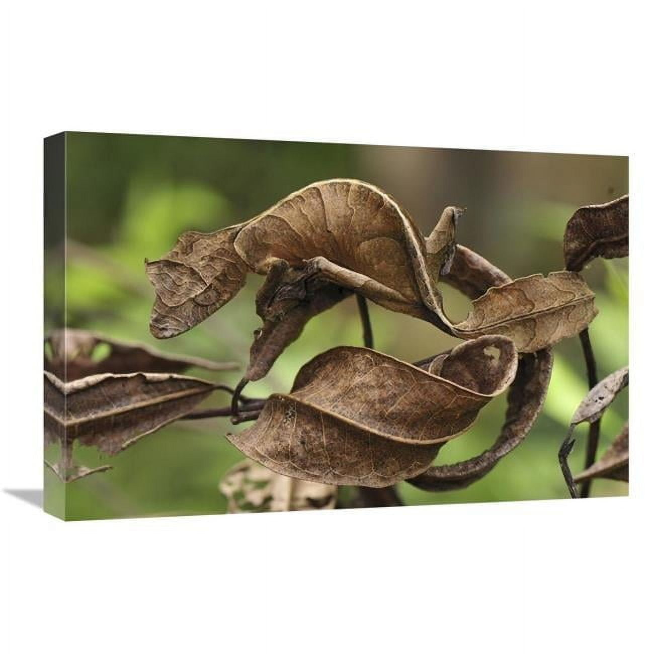 Global Gallery Fantastic Leaf-Tail Gecko Mimicking Leaves - Andasibe ...