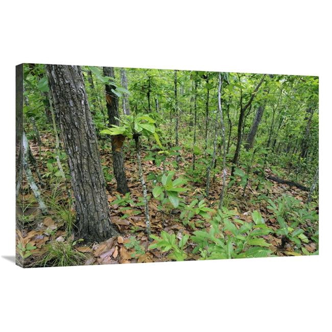 Global Gallery Forest in Rainy Season - Thailand Art Print - Chien Lee ...
