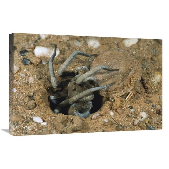 Global Gallery Forrests Wolf Spider Emerging From Its Burrow Near Mt ...