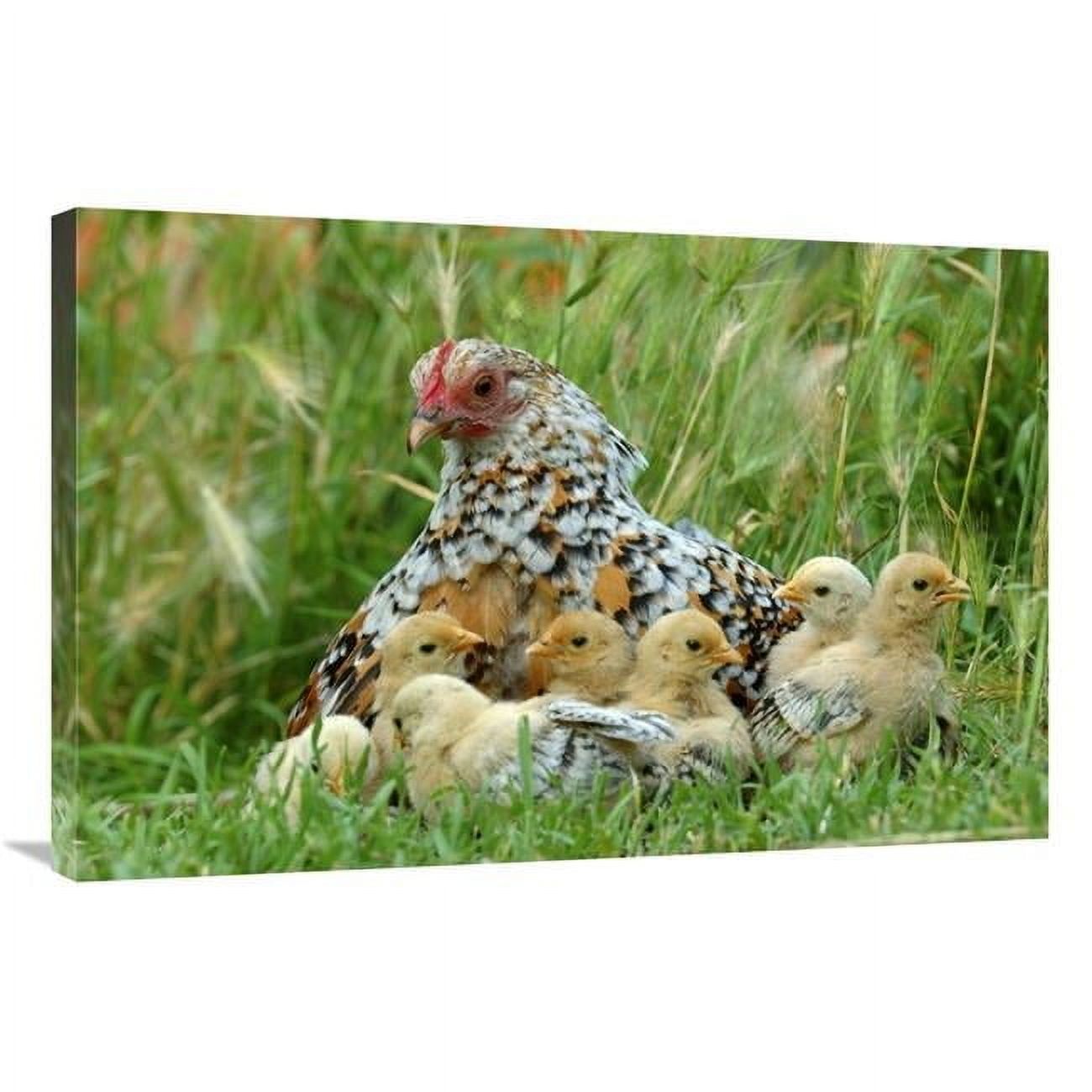 Global Gallery Fowl with Chicks Art Print 24in. x 36in. - Walmart.com