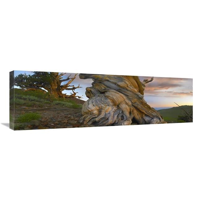 Global Gallery Foxtail Pine Tree - Twisted Trunk of An Ancient Tree ...