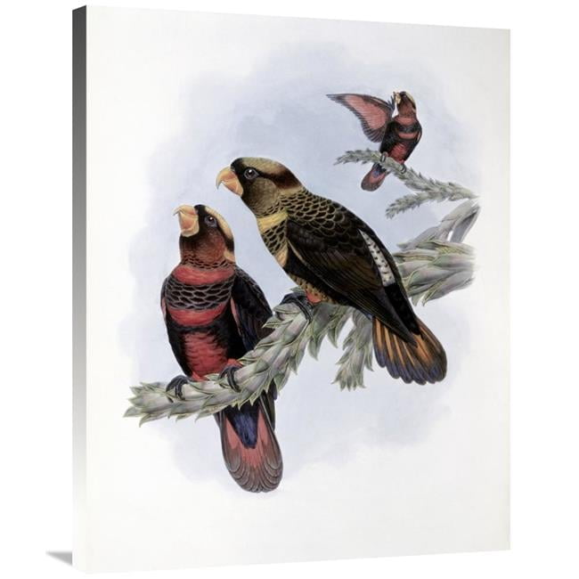 Global Gallery GCS-277735-36-142 36 in. Banded Lory Art Print - John ...