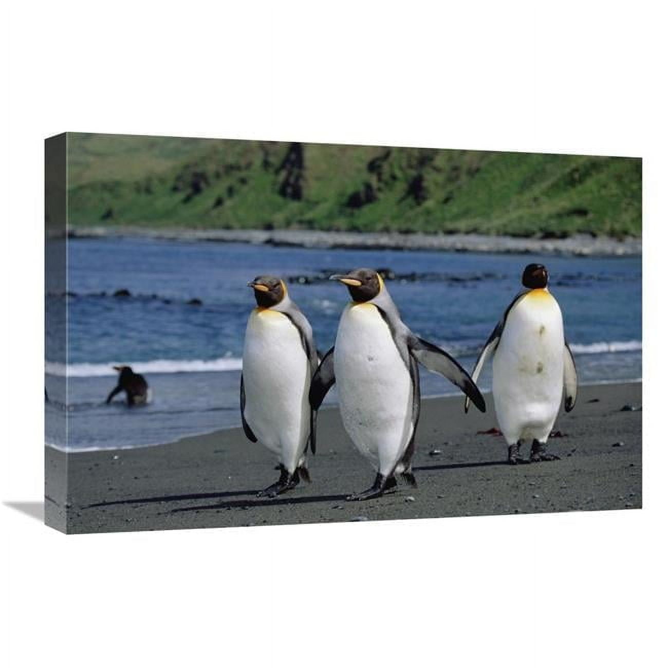 Global Gallery GCS-452449-1624-142 16 x 24 in. King Penguin Trio on ...