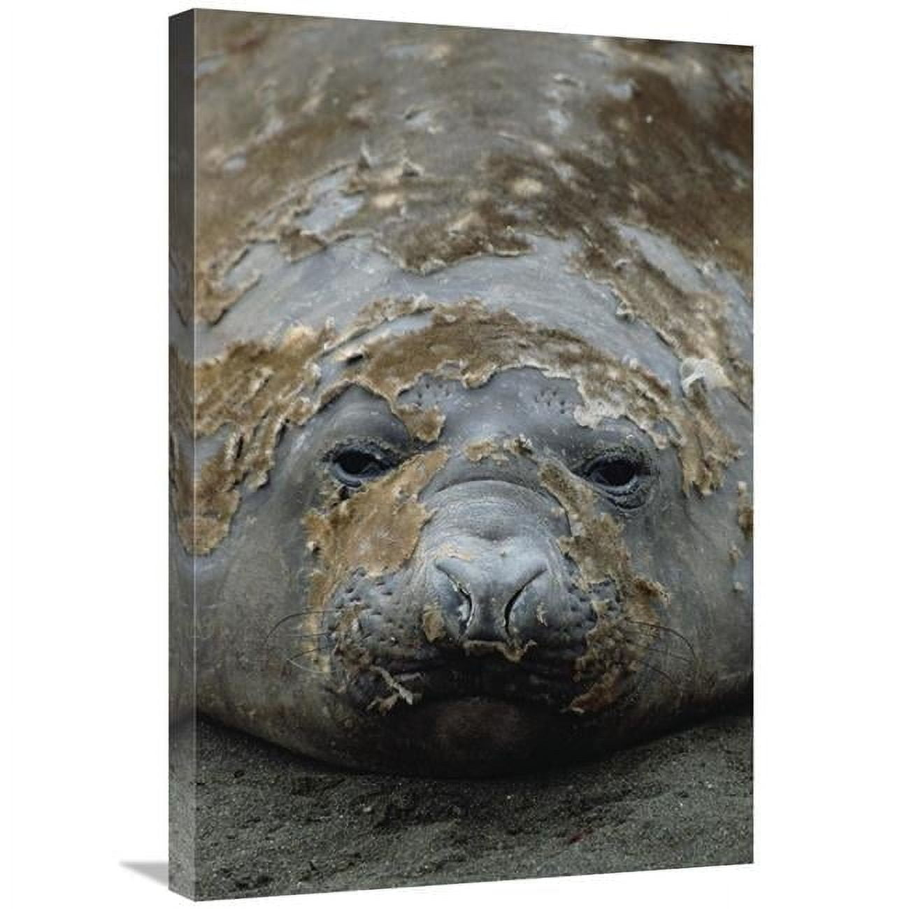 Global Gallery GCS-452452-2030-142 20 x 30 in. Southern Elephant Seal ...