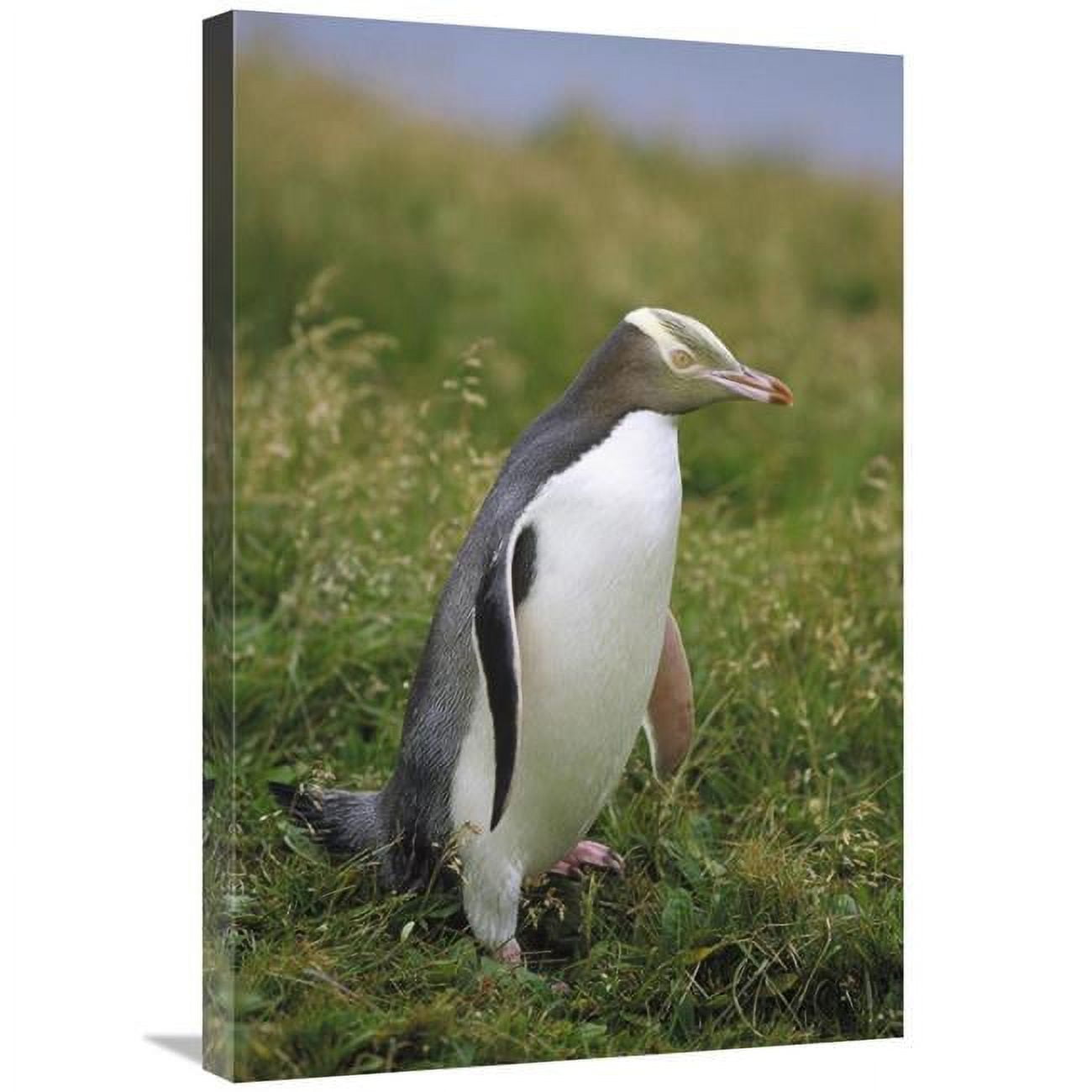 Global Gallery GCS-452457-2030-142 20 x 30 in. Yellow-Eyed Penguin ...