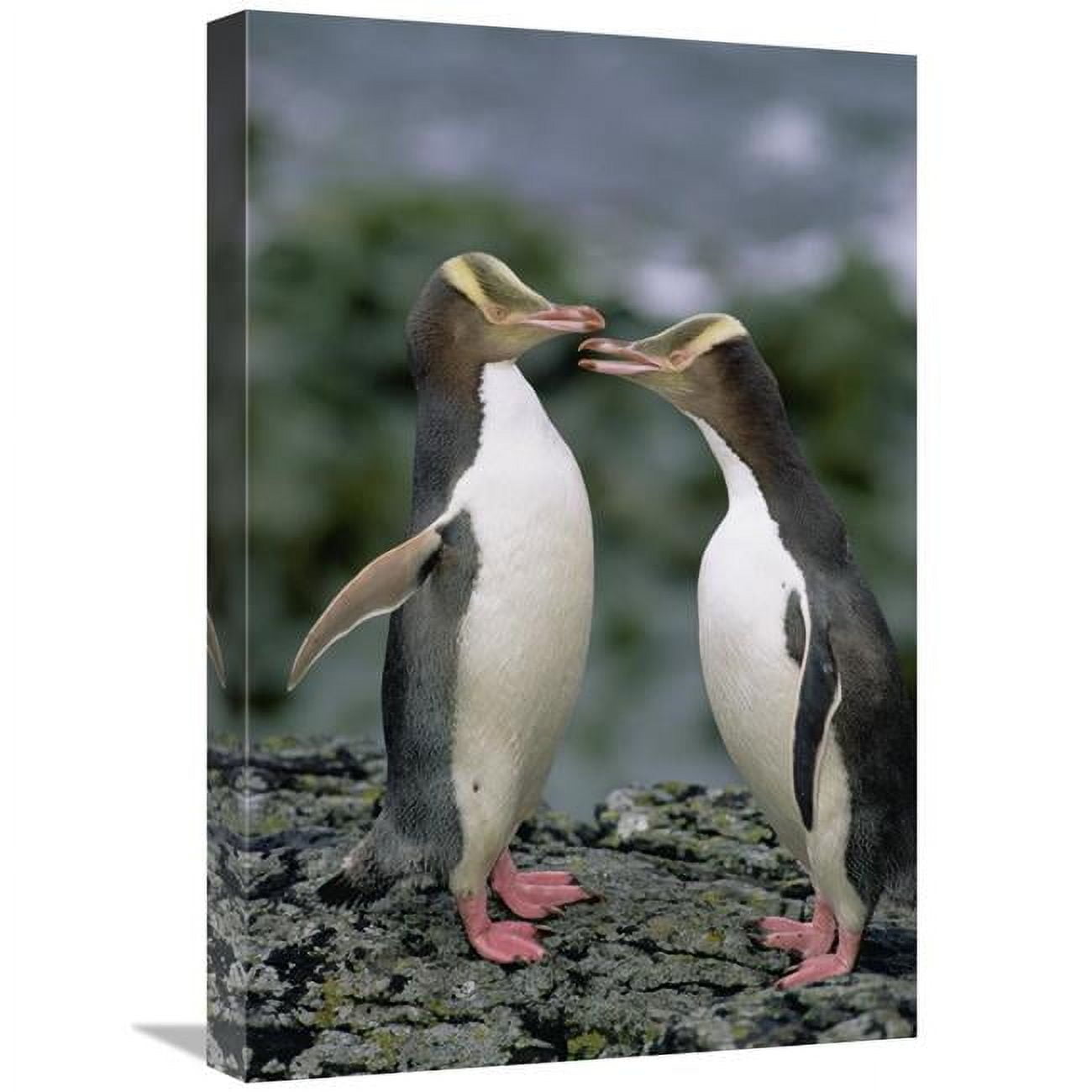 Global Gallery GCS-452458-1624-142 16 x 24 in. Yellow-Eyed Penguins ...