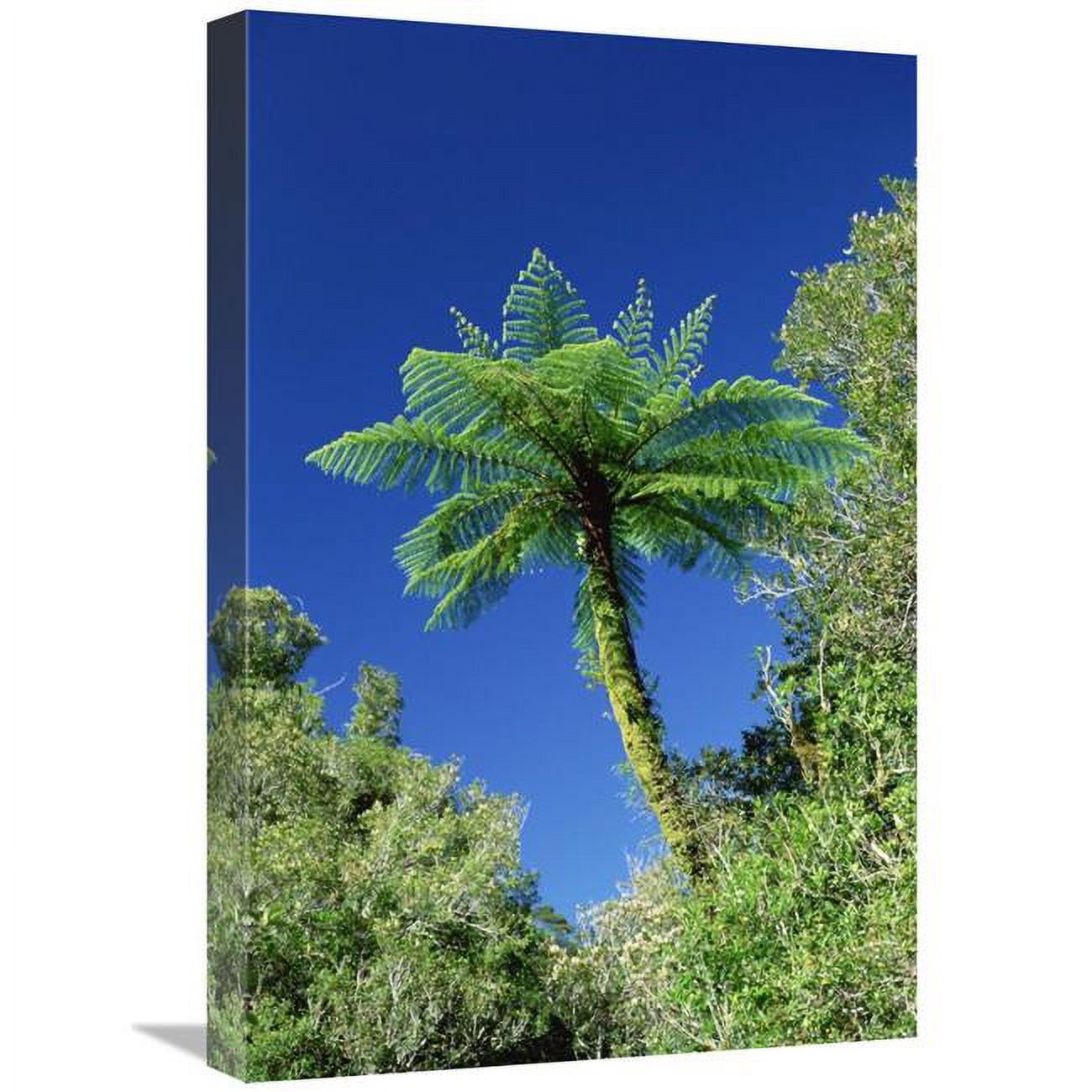 Global Gallery GCS-452465-1624-142 16 x 24 in. Tree Ferns Near Bullock ...