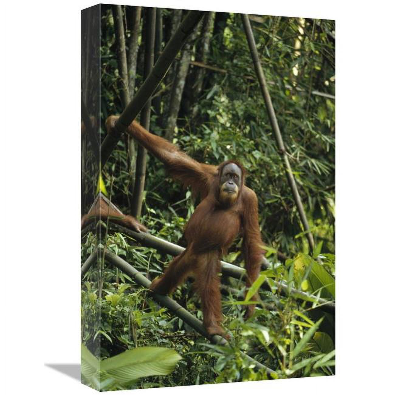 Global Gallery GCS-452479-1218-142 12 x 18 in. Orangutan Standing on ...