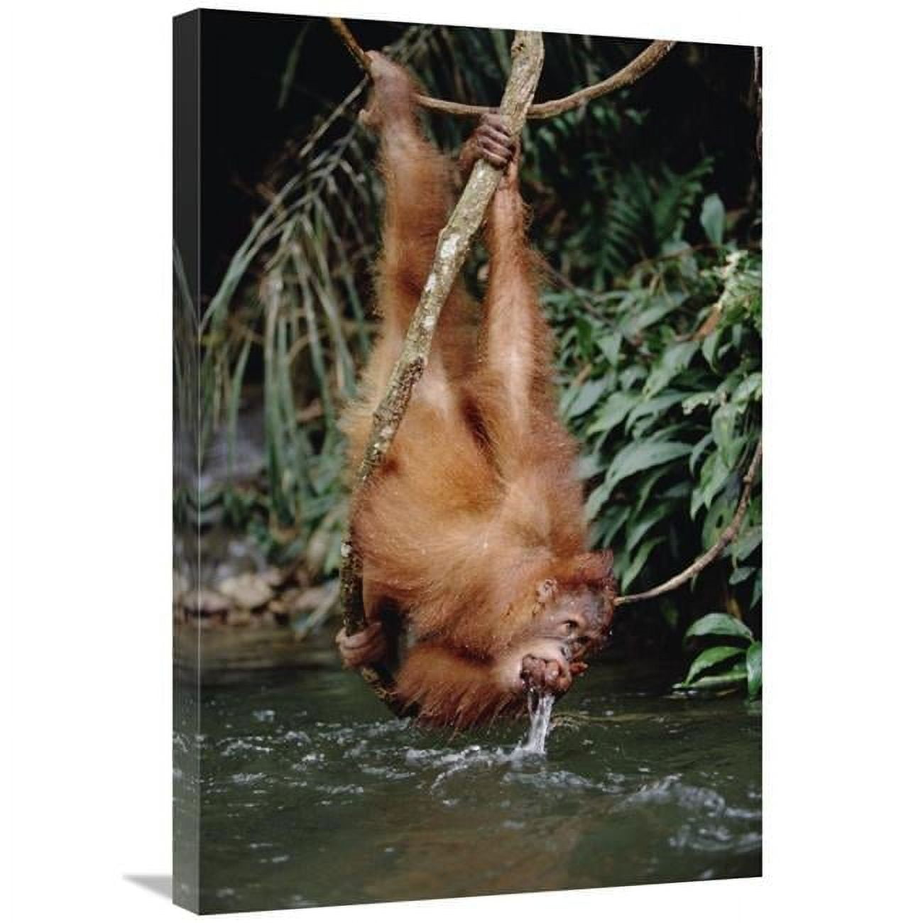 Global Gallery GCS-452480-2030-142 20 x 30 in. Orangutan Drinking From ...