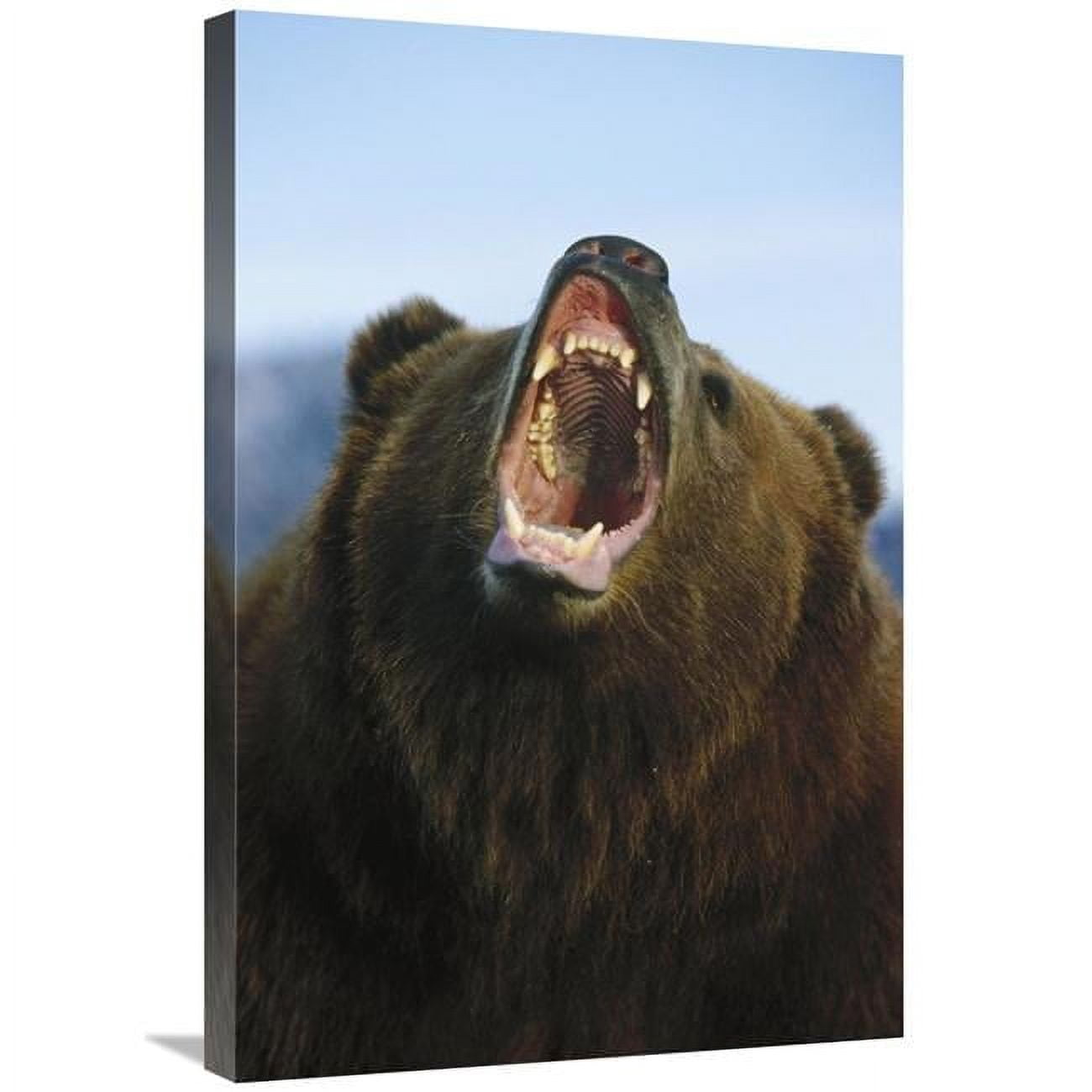 Global Gallery GCS-452483-2030-142 20 x 30 in. Grizzly Bear Close Up of ...