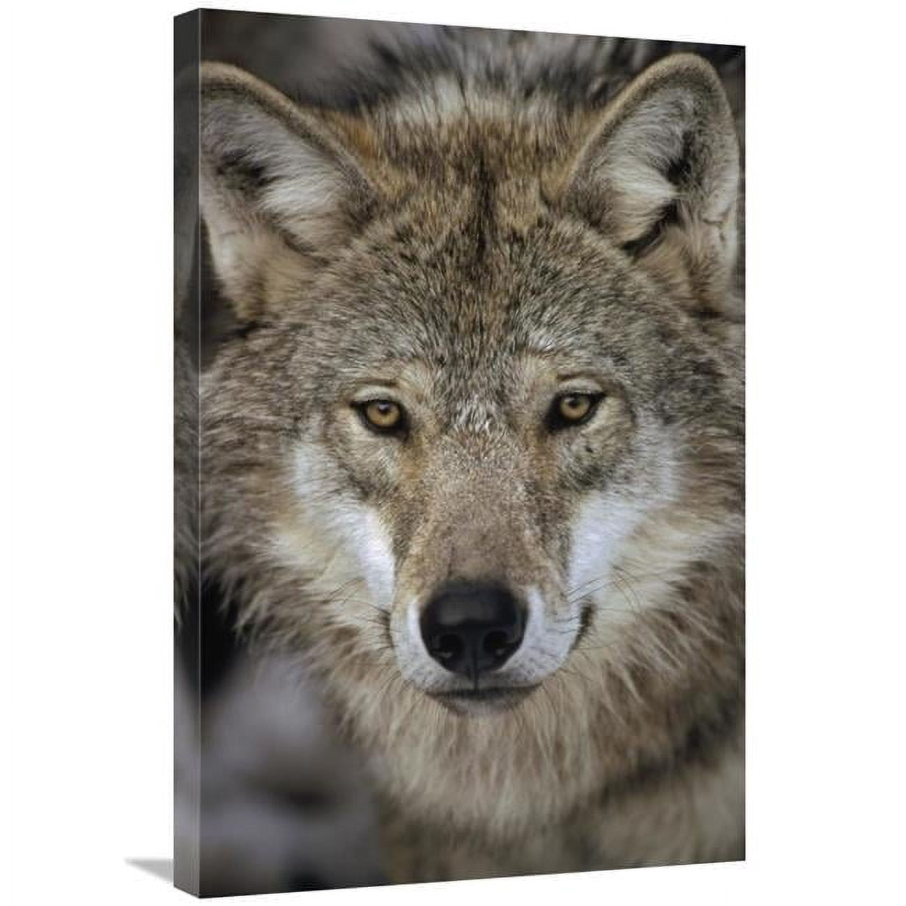 Global Gallery GCS-452487-2030-142 20 x 30 in. European Wolf Portrait ...