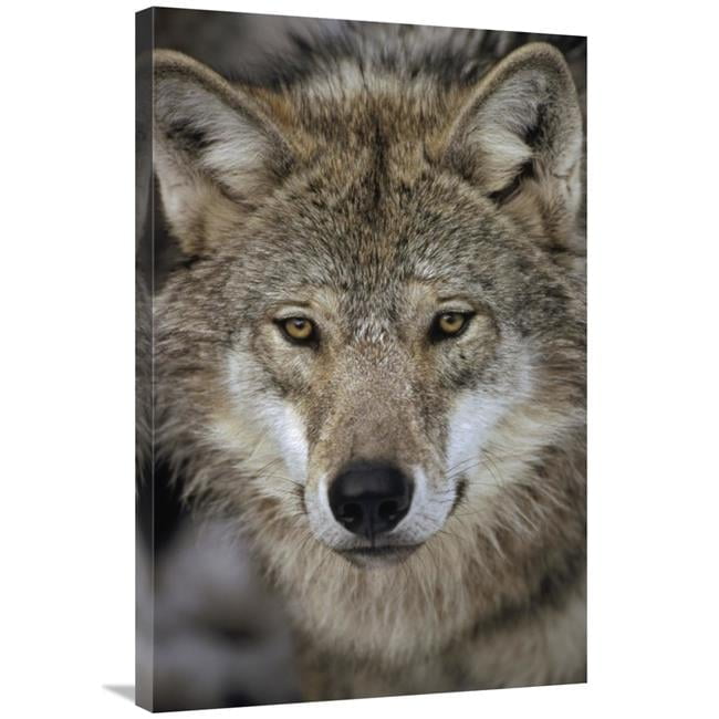 Global Gallery GCS-452487-2436-142 24 x 36 in. European Wolf Portrait ...