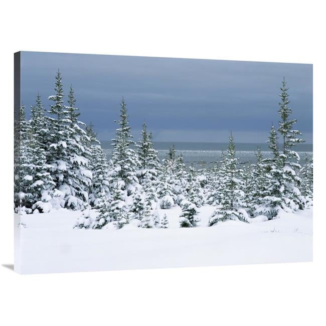 Global Gallery GCS-452496-3040-142 30 x 40 in. Spruce Trees in Snow ...