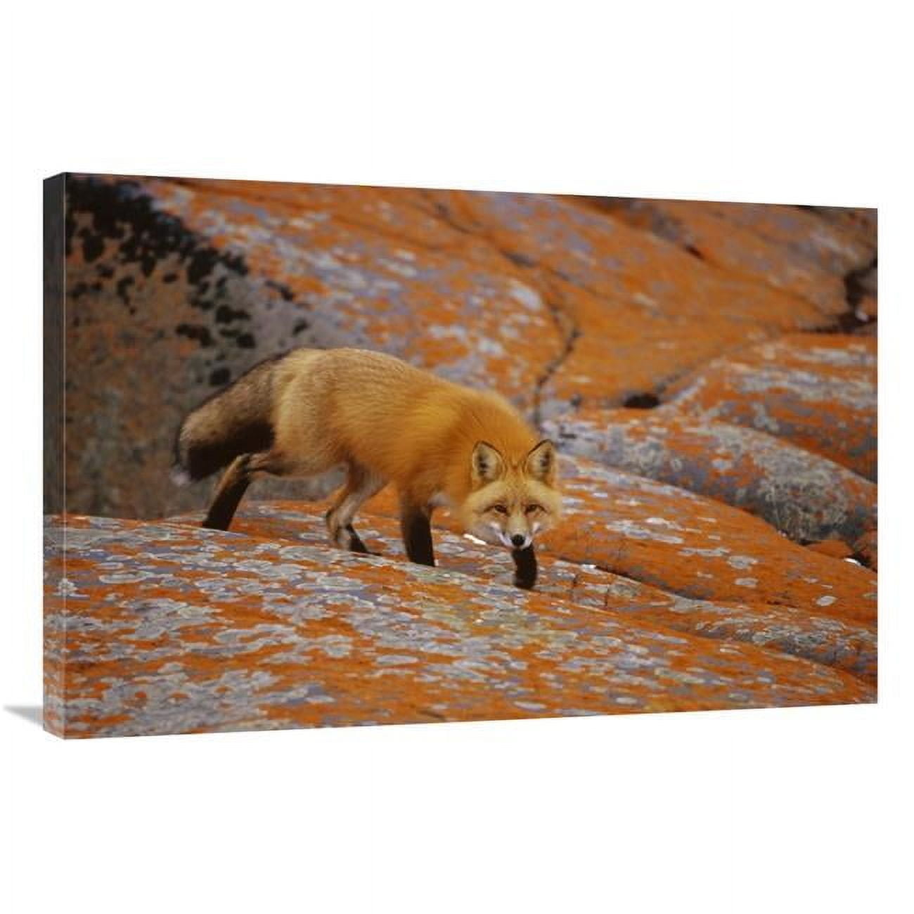 Global Gallery GCS-452498-2436-142 24 x 36 in. Red Fox on Rocks with ...