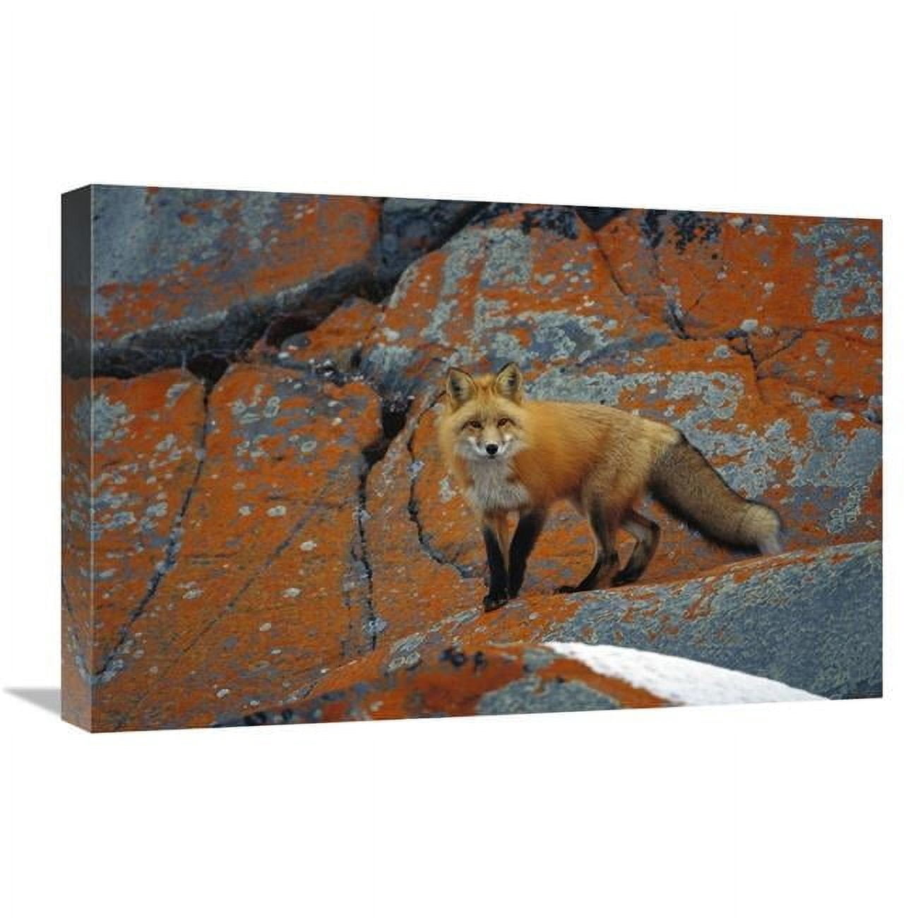 Global Gallery GCS-452500-1624-142 16 x 24 in. Red Fox on Rocks with ...