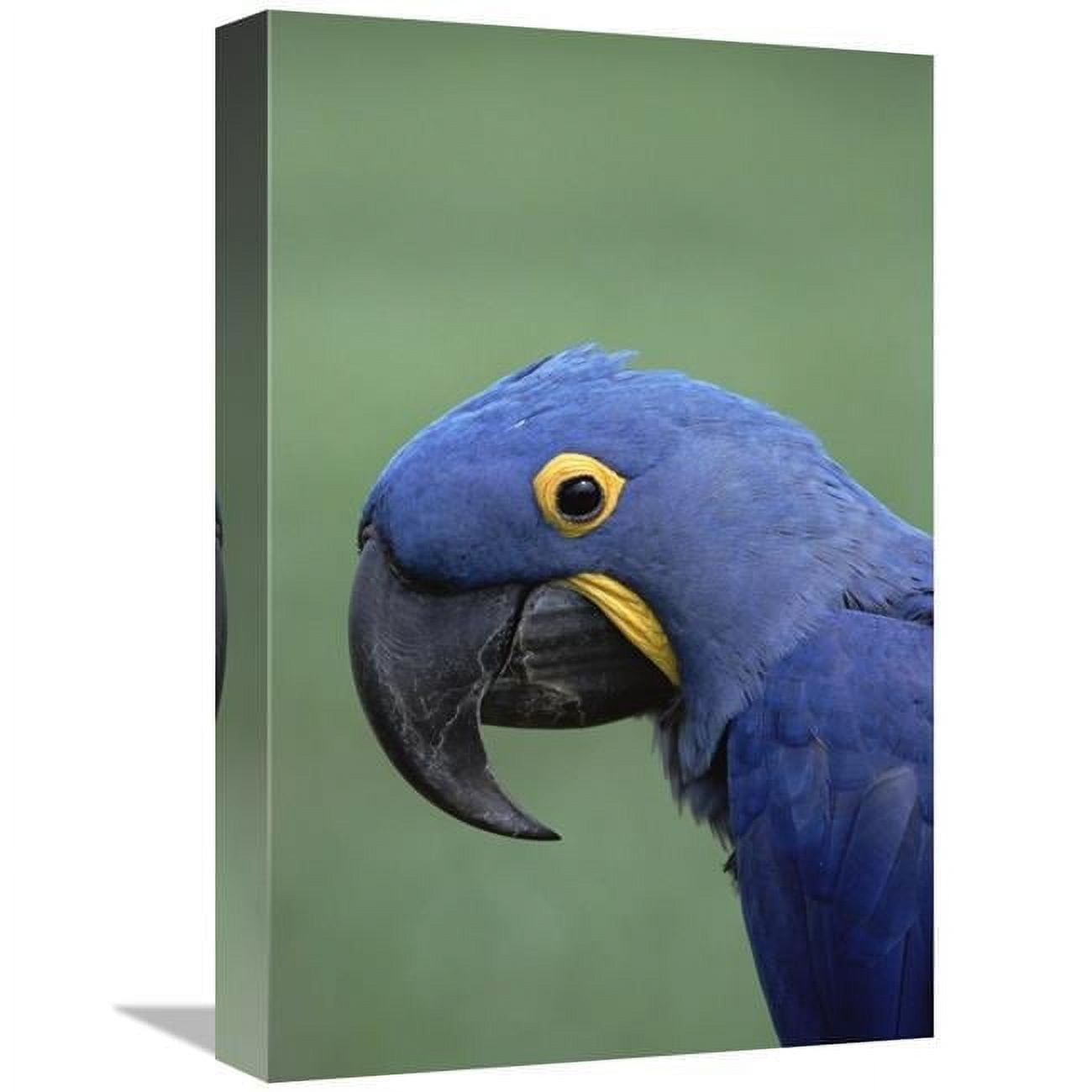 Global Gallery GCS-452518-1218-142 12 x 18 in. Hyacinth Macaw Portrait ...