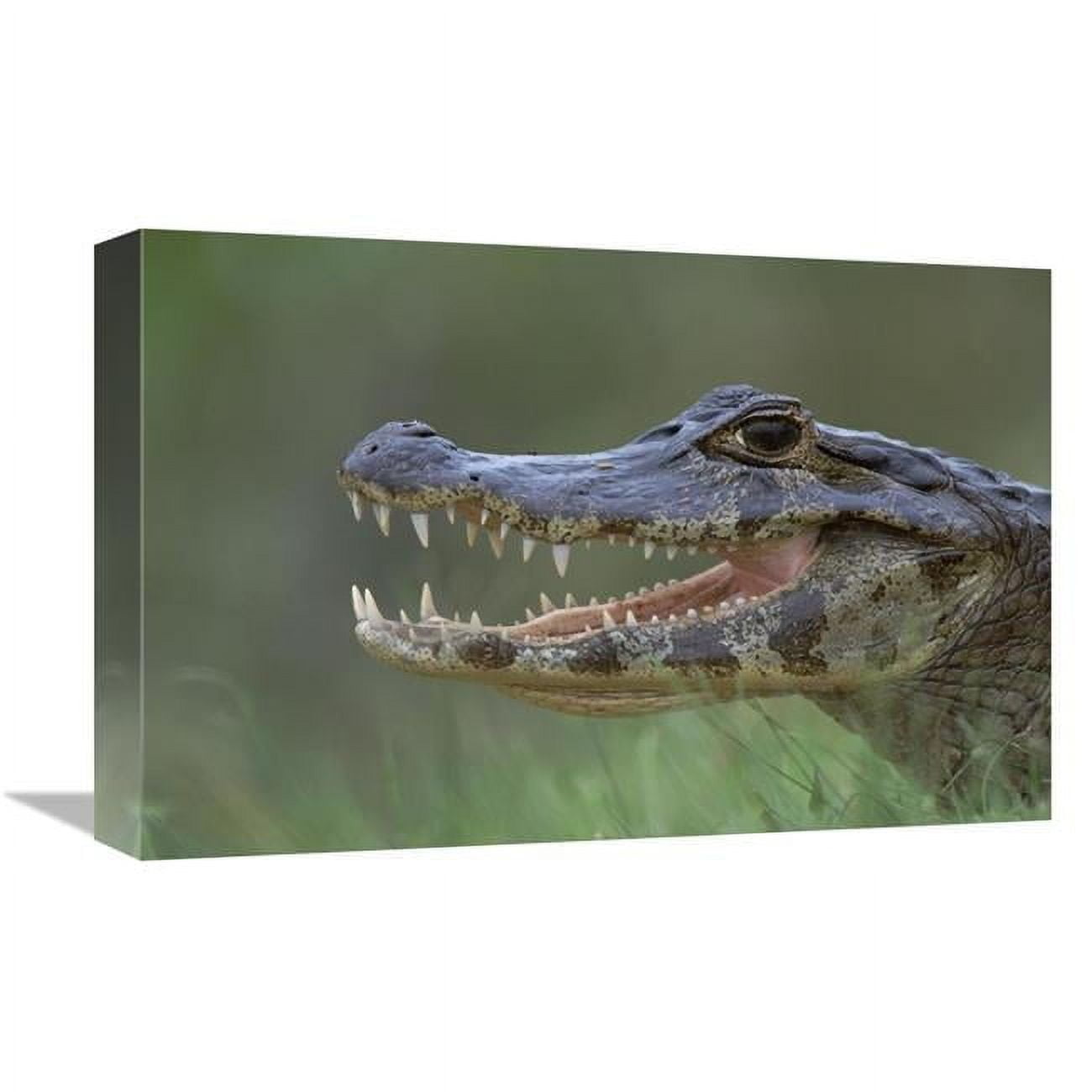 Global Gallery GCS-452524-1218-142 12 x 18 in. Spectacled Caiman Mouth ...