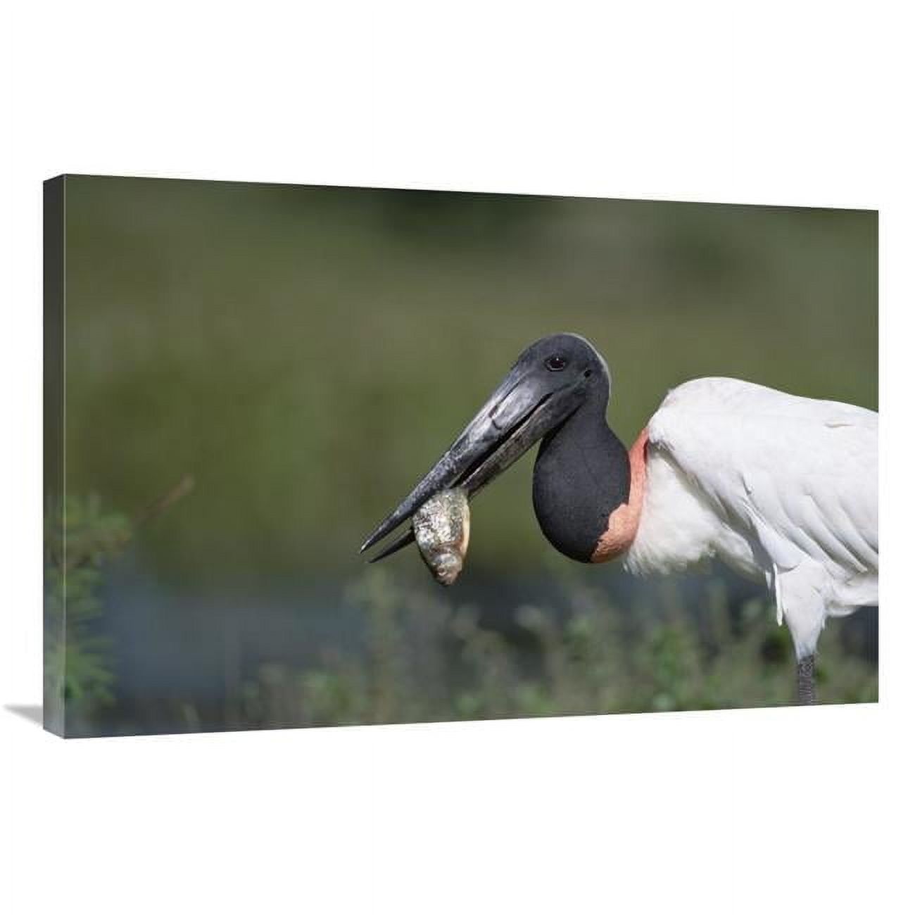Global Gallery GCS-452525-2436-142 24 x 36 in. Jabiru Stork Catching ...