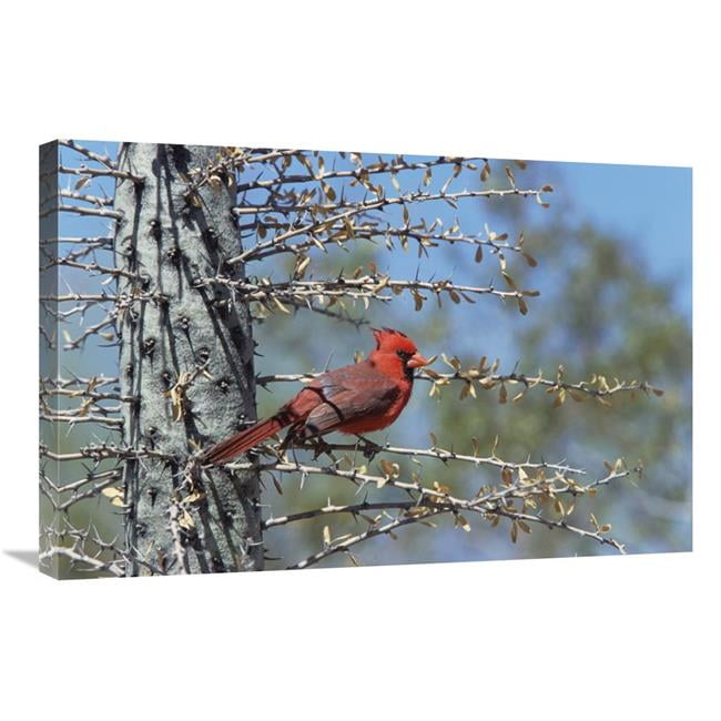 Global Gallery GCS-452537-2030-142 20 x 30 in. Northern Cardinal Male ...