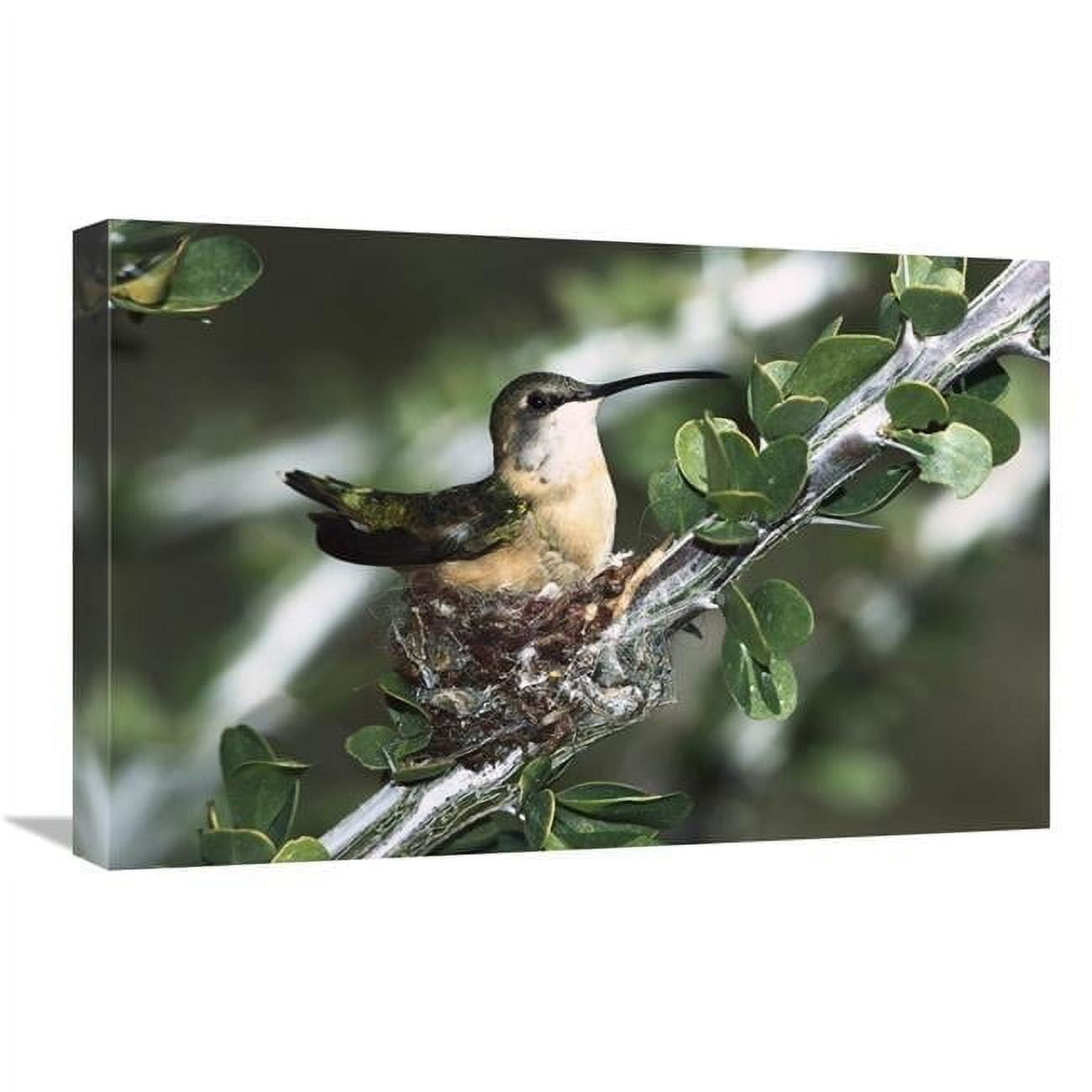 Global Gallery GCS-452539-1624-142 16 x 24 in. Lucifer Hummingbird ...
