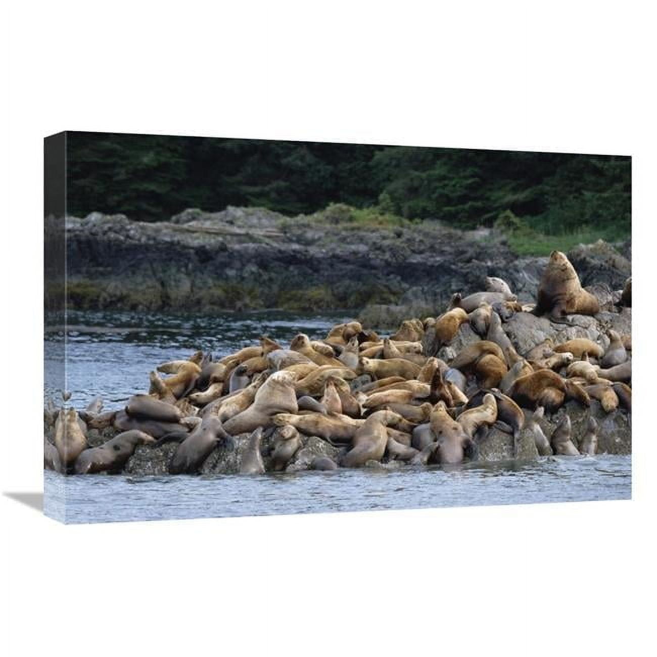 Global Gallery GCS-452542-1624-142 16 x 24 in. Stellers Sea Lions ...
