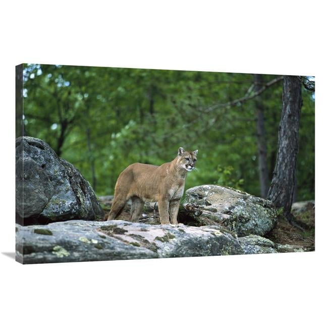 Global Gallery GCS-452560-2436-142 24 x 36 in. Mountain Lion Adult ...