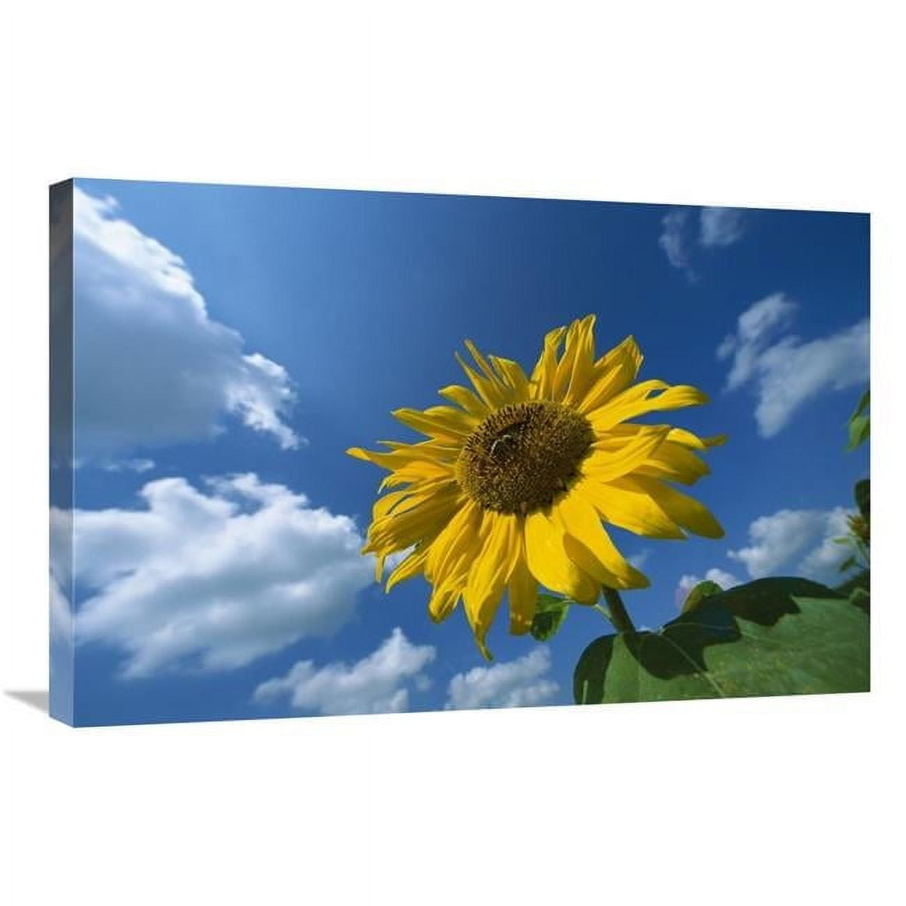 Global Gallery GCS-452573-2030-142 20 x 30 in. Common Sunflower with ...