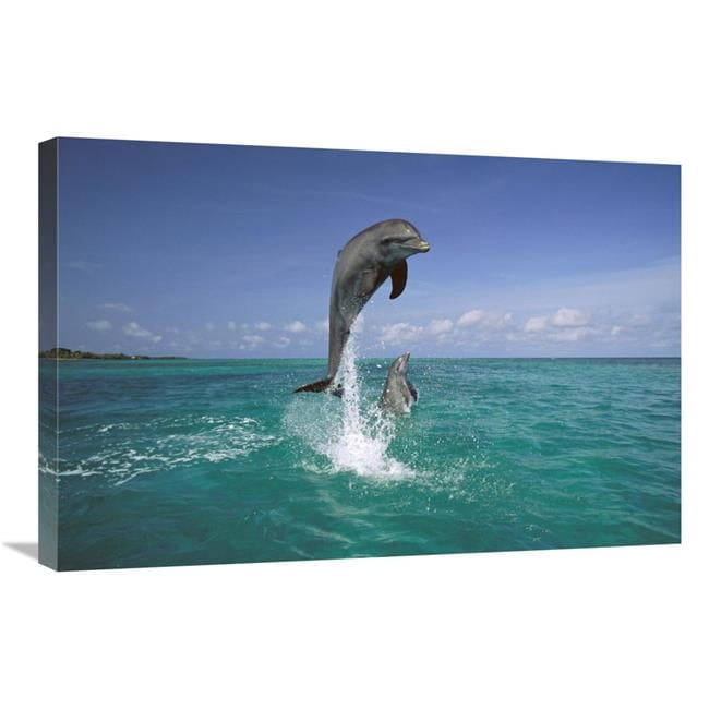 Global Gallery GCS-452575-2030-142 20 x 30 in. Bottlenose Dolphin ...