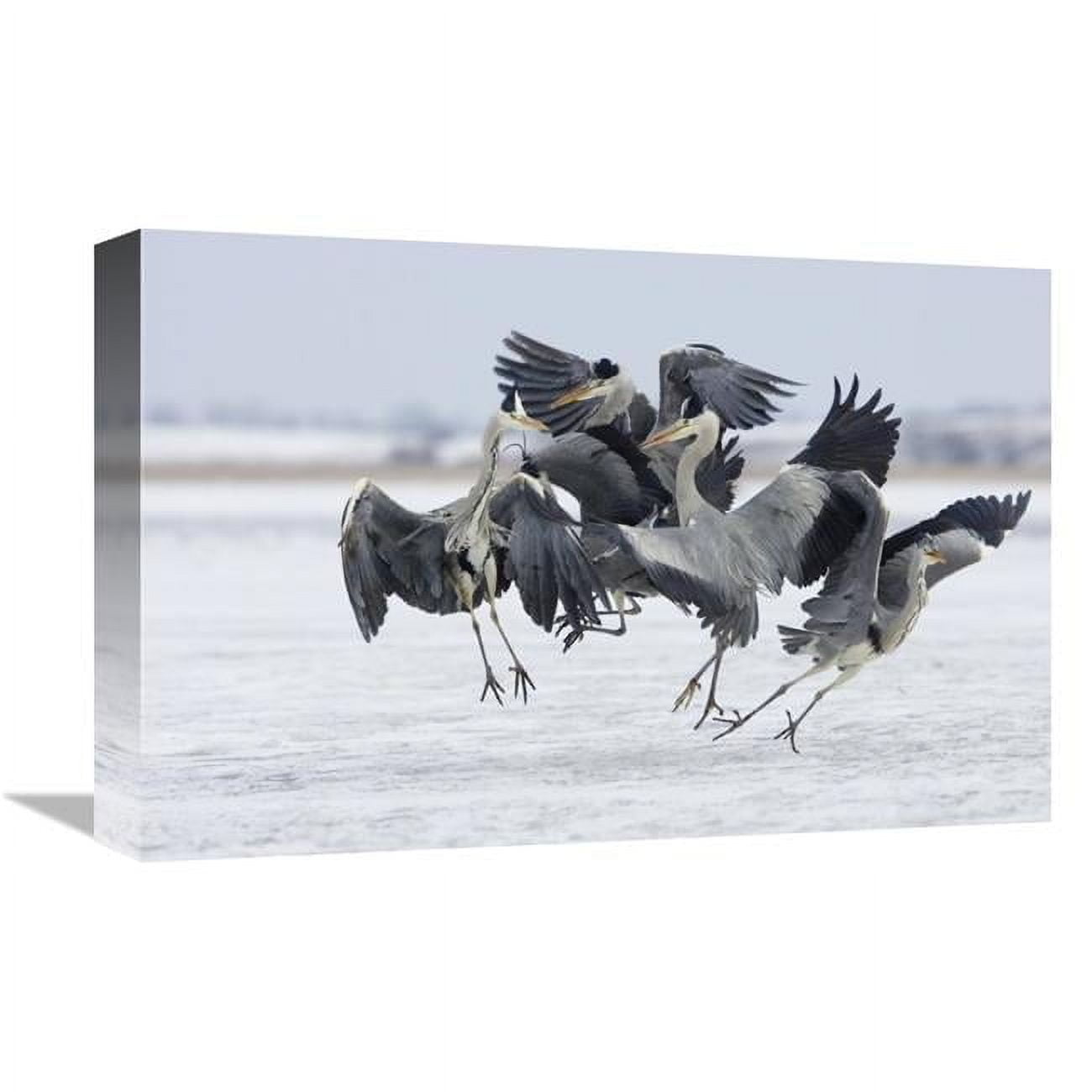 Global Gallery GCS-452608-1218-142 12 x 18 in. Grey Heron Group ...