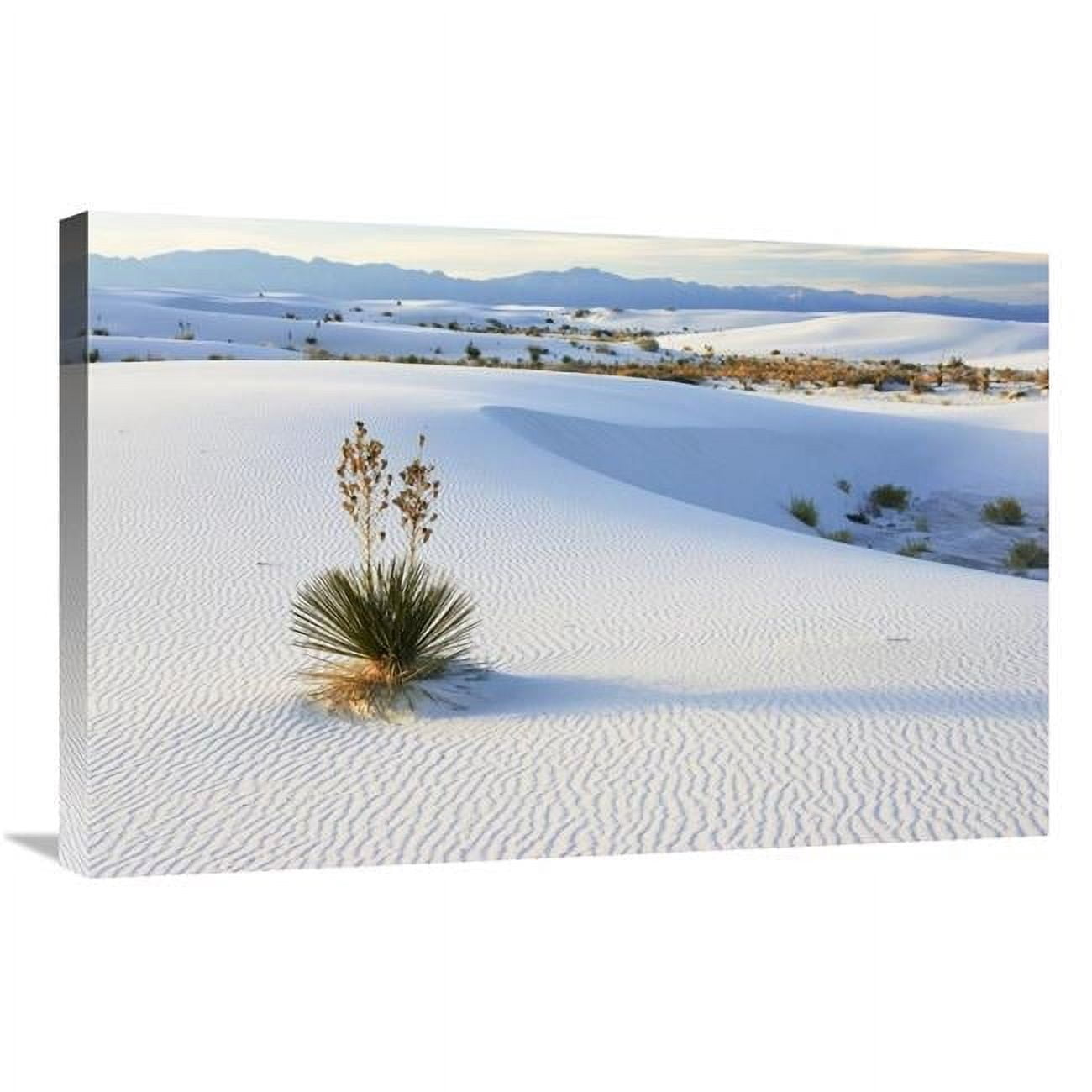 Global Gallery GCS-452613-2030-142 20 x 30 in. Soaptree Yucca in Gypsum ...