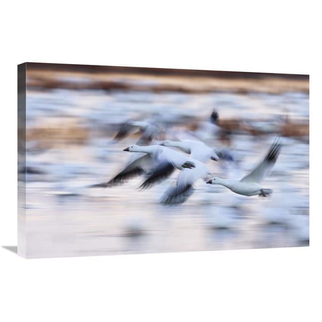 Global Gallery GCS-452615-2030-142 20 x 30 in. Snow Goose Flock Flying ...