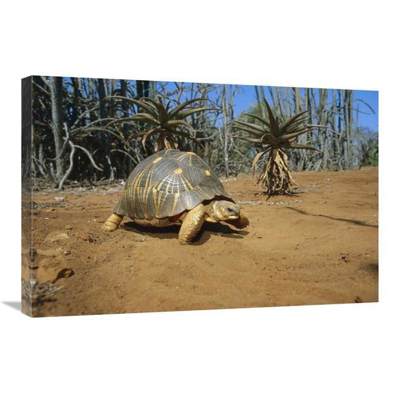 Global Gallery GCS-452645-2030-142 20 x 30 in. Radiated Tortois in the ...