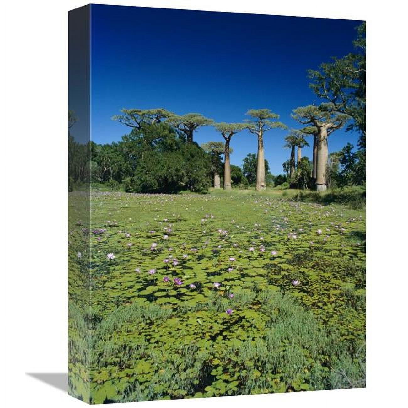 Global Gallery GCS-452652-1216-142 12 x 16 in. Grandidiers Baobab Trees & Water Lilies ...