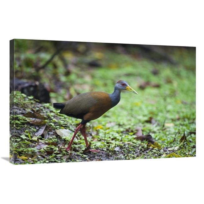 Global Gallery GCS-452669-2436-142 24 x 36 in. Grey-Necked Wood-Rail ...