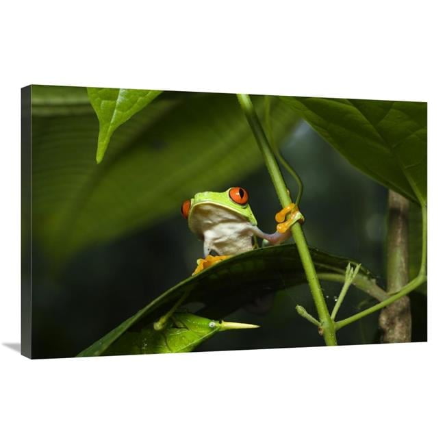 Global Gallery GCS-452674-2436-142 24 x 36 in. Red-Eyed Tree Frog on ...