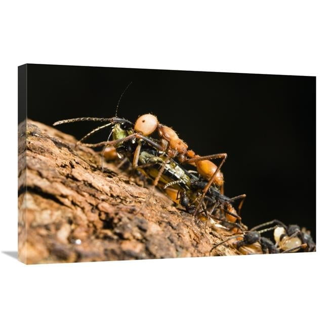 Global Gallery GCS-452688-2030-142 20 x 30 in. Army Ant Carrying ...
