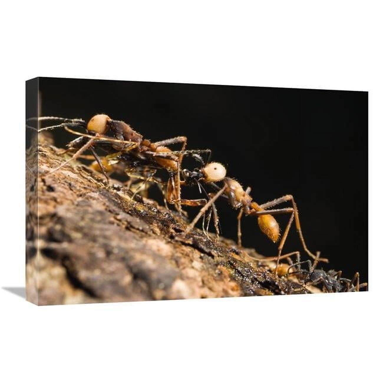 Global Gallery GCS-452689-1624-142 16 x 24 in. Army Ant Carrying ...