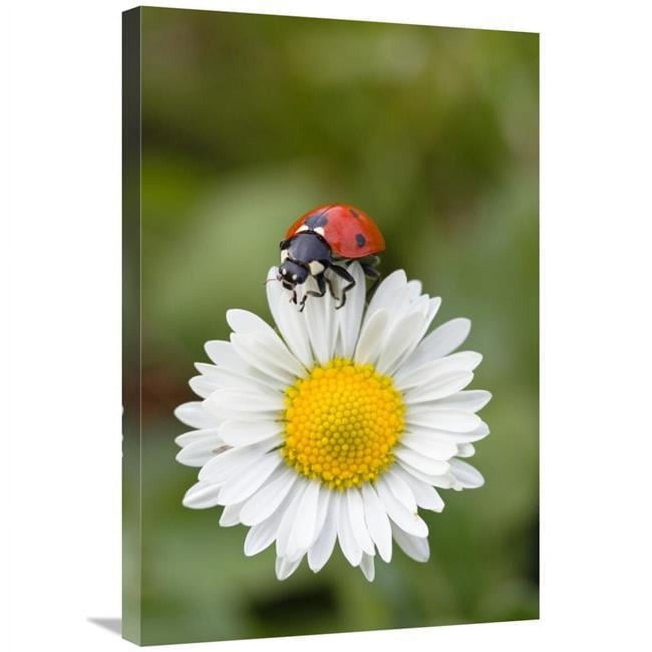 Global Gallery GCS-452719-2030-142 20 x 30 in. Seven-Spotted Ladybird ...