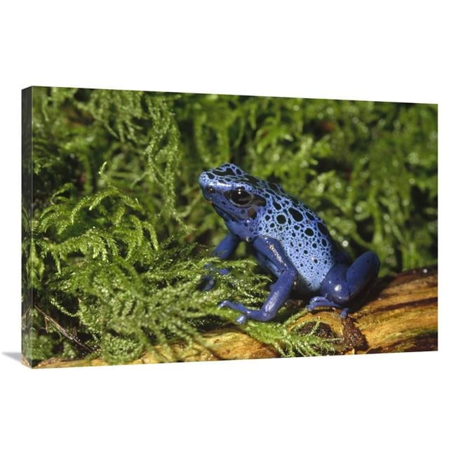 Global Gallery GCS-452734-2436-142 24 x 36 in. Blue Poison Dart Frog ...