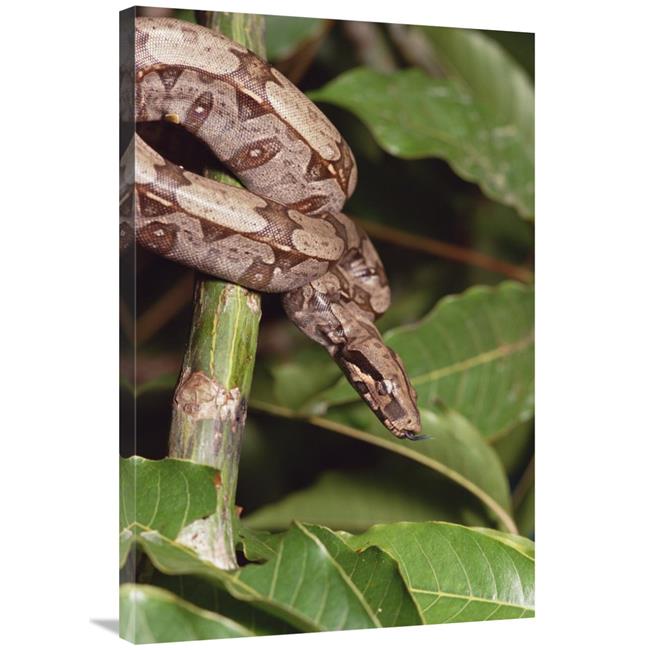 Global Gallery GCS-452738-2436-142 24 x 36 in. Boa Constrictor Coiled ...