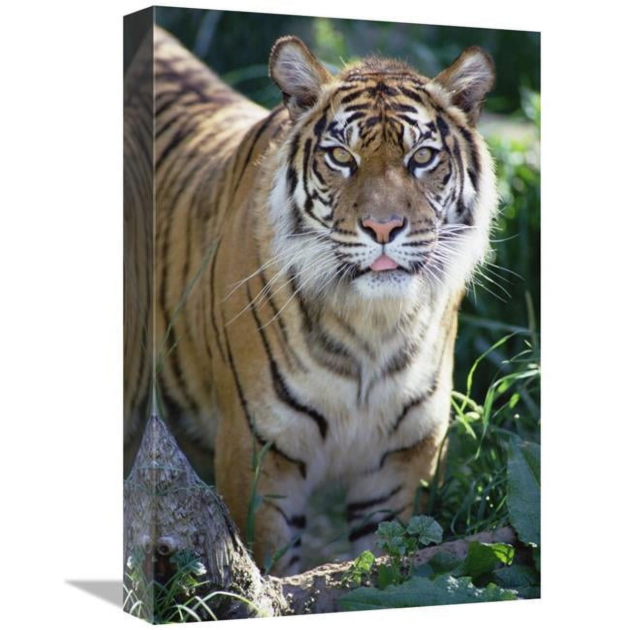 Global Gallery GCS-452756-1218-142 12 x 18 in. Bengal Tiger Portrait ...