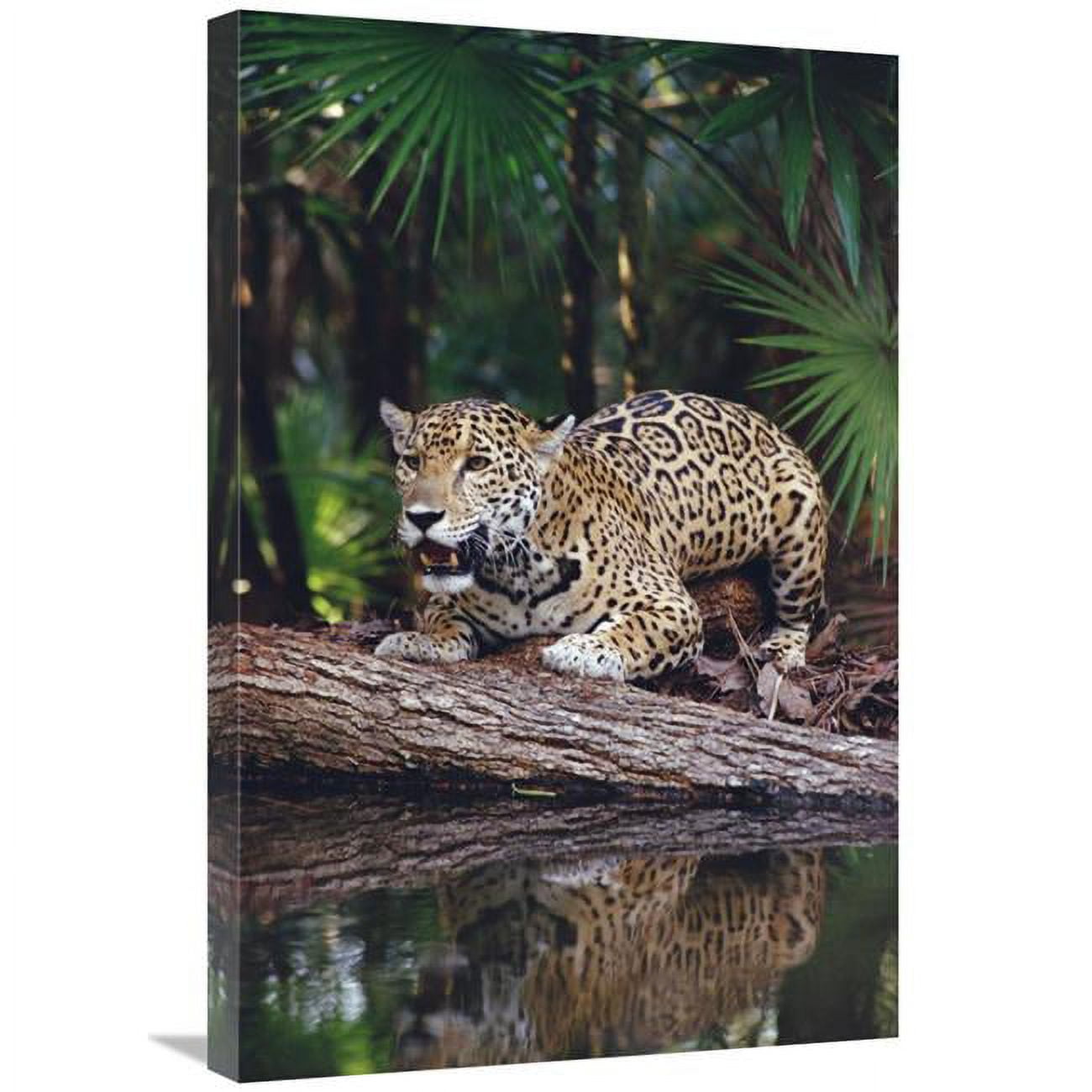 Global Gallery GCS-452757-2030-142 20 x 30 in. Jaguar, Belize Zoo, Belize Art Print - Gerry ...