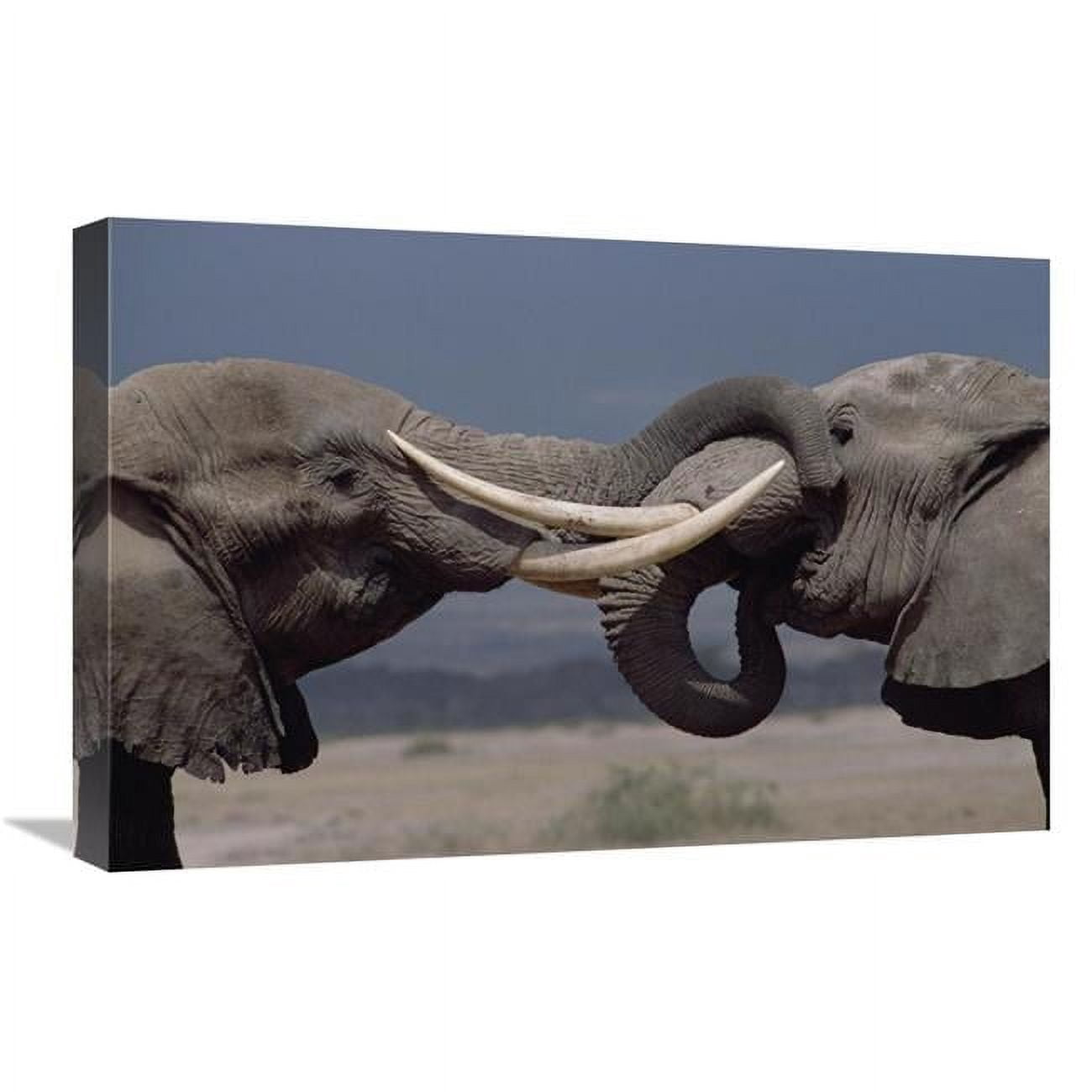 Global Gallery GCS-452983-1624-142 16 x 24 in. African Elephant Two ...