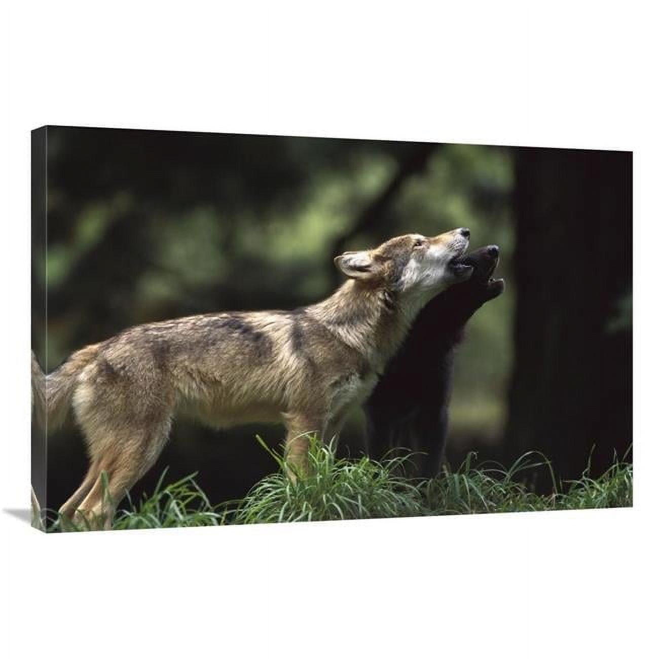 Global Gallery GCS-452998-2436-142 24 x 36 in. Timber Wolf Pups Howling ...