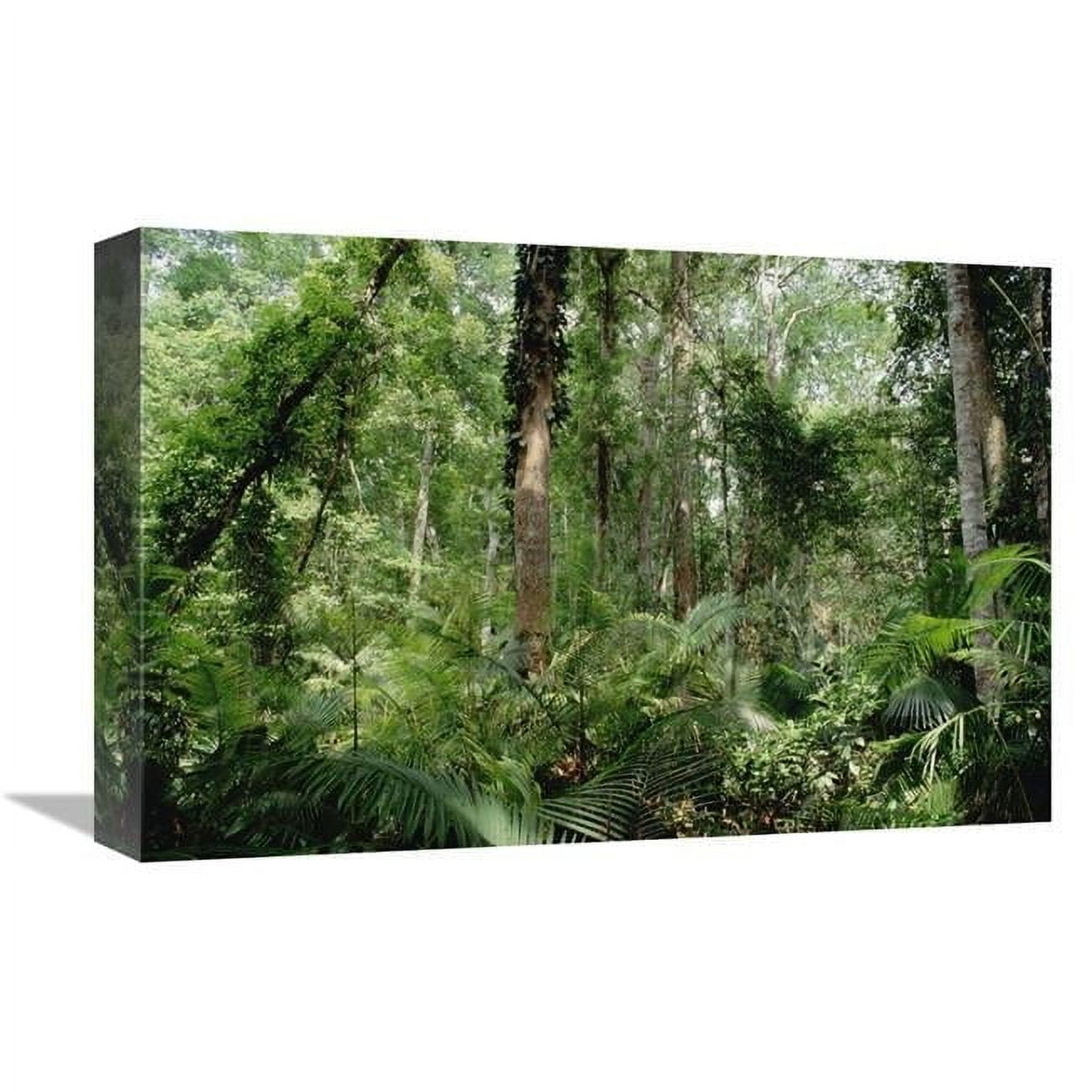 Global Gallery GCS-453009-1218-142 12 x 18 in. Low Montane Tropical ...