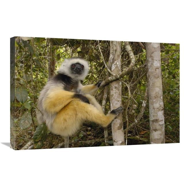 Global Gallery GCS-453029-2030-142 20 x 30 in. Diademed Sifaka, Mantadia National Park ...