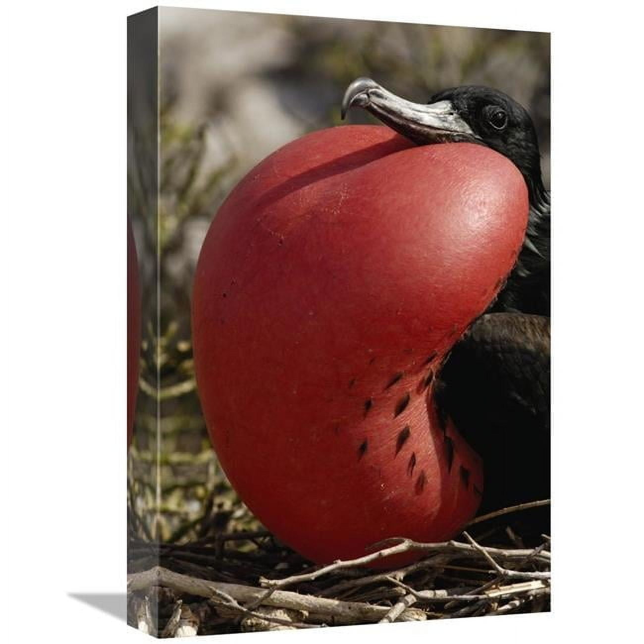 Global Gallery GCS-453054-1218-142 12 x 18 in. Great Frigatebird Male ...
