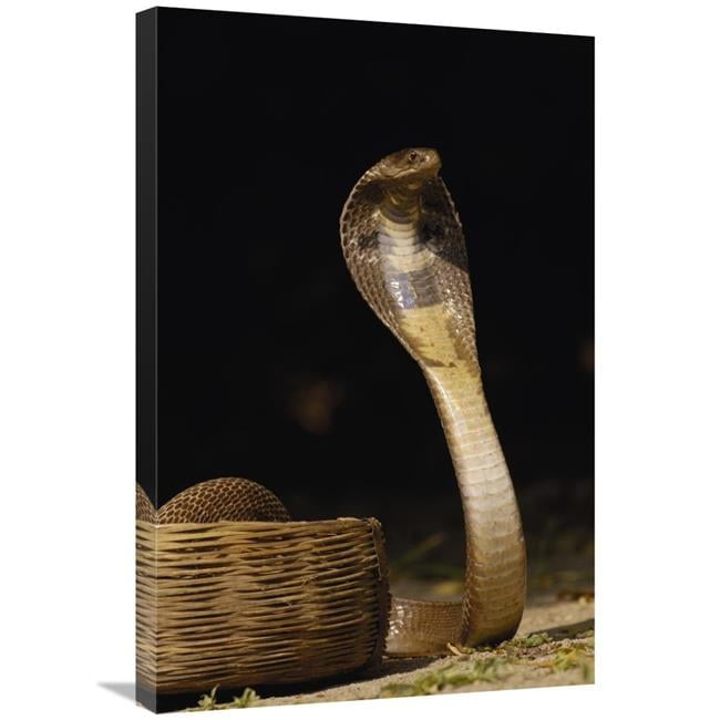 Global Gallery GCS-453063-2030-142 20 x 30 in. Spectacled Cobra with ...