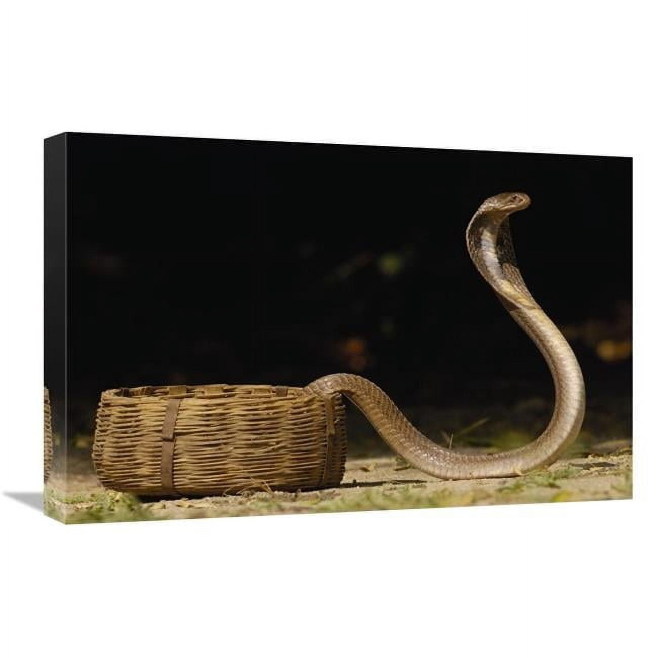 Global Gallery GCS-453064-1624-142 16 x 24 in. Spectacled Cobra with ...